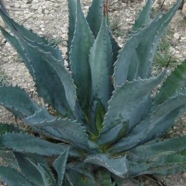 Giant Agave (Agave Mapisaga) Plant Care & How to Grow, Water