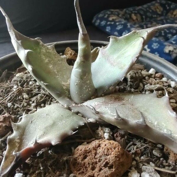 Agave Marmorata Plant Care & How to Grow, Water