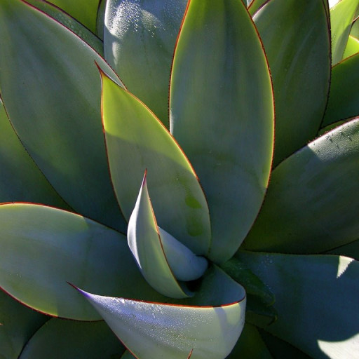 Mitis Century (Agave Mitis) Care Guide: Water, Soil & Propagation ...