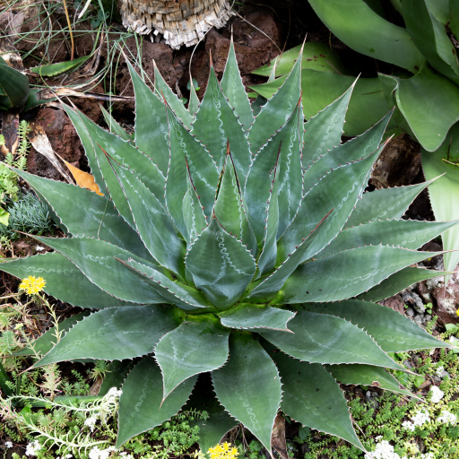 Mountain Agave (Agave Montana) Plant Care & How to Grow, Water
