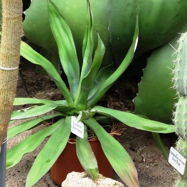 Hardy Century (Agave Obscura) Plant Care & How to Grow, Water