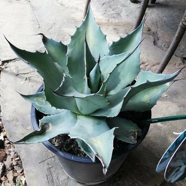 Whale's Tongue Agave (Agave Ovatifolia) Plant Care & How to Grow, Water