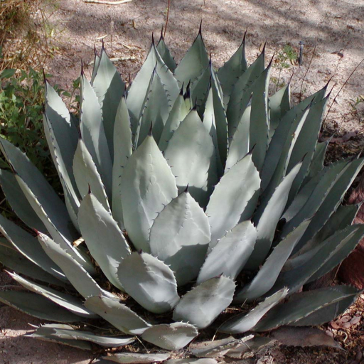 Palmer's Century (Agave Palmeri) Plant Care & How to Grow, Water