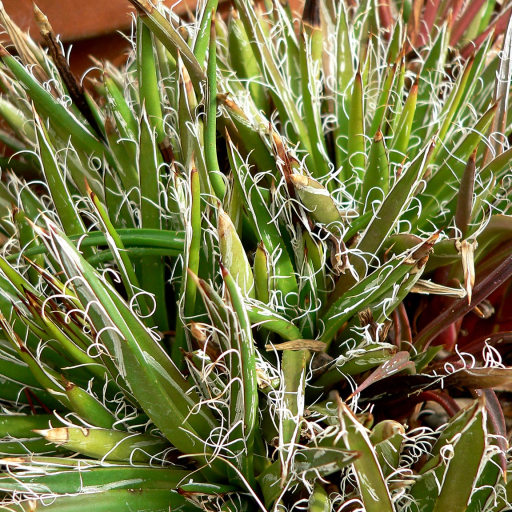 Little Princess Agave (Agave Parviflora) Care Guide: Water, Soil ...