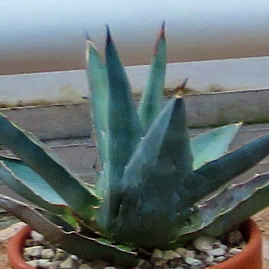 Miniature Agave (Agave × Pumila) Plant Care & How to Grow, Water