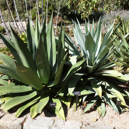Pulque Agave (Agave Salmiana) Plant Care & How to Grow, Water