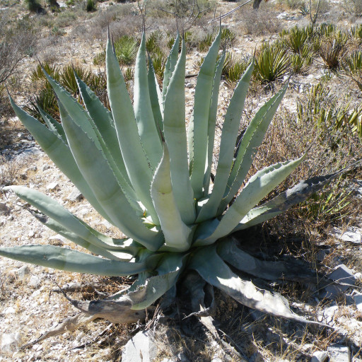 Rough Agave (Agave Scabra) Plant Care & How to Grow, Water