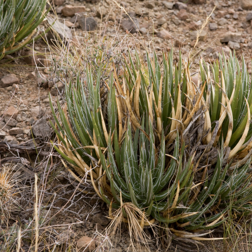 Schott's Century (Agave Schottii) Plant Care & How to Grow, Water