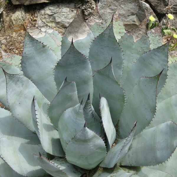 Cedros Agave (Agave Sebastiana) Plant Care & How to Grow, Water