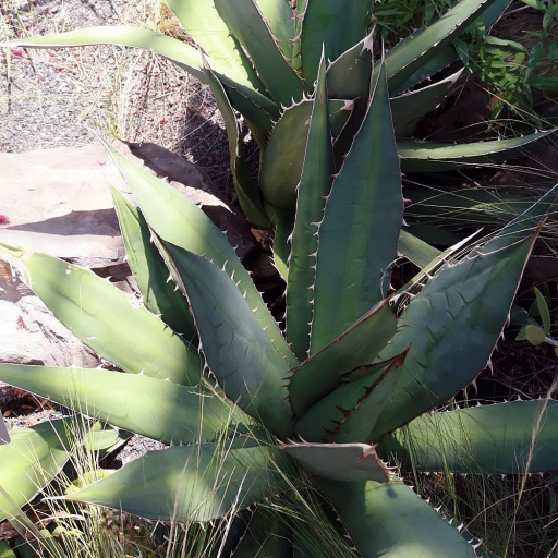 Rancho Tambor Agave (Agave Titanota) Plant Care & How to Grow, Water
