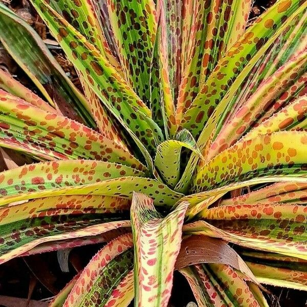 False Agave (Agave Undulata) Plant Care & How to Grow, Water