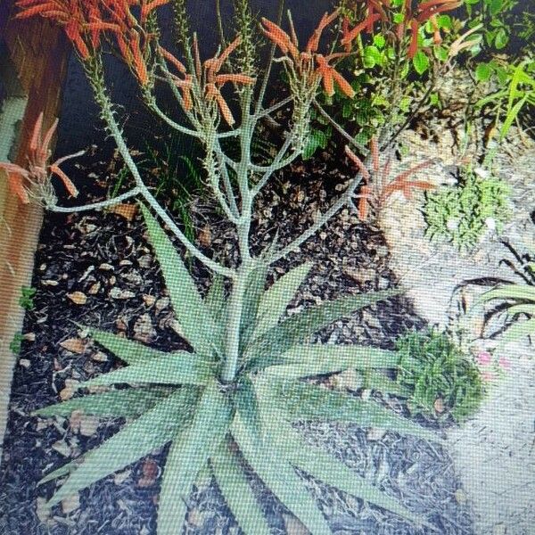 Mottled Tuberose (Agave Variegata) Plant Care & How to Grow, Water