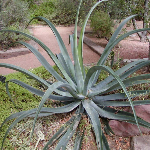 Octopus Agave (Agave Vilmoriniana) Plant Care & How to Grow, Water