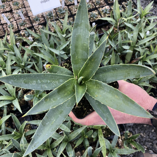 Italian Stone Pine (Pinus Pinea) Plant Care & How to Grow, Water