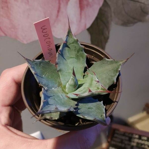 Wocomahi Agave (Agave Wocomahi) Care Guide: Water, Soil & Propagation ...