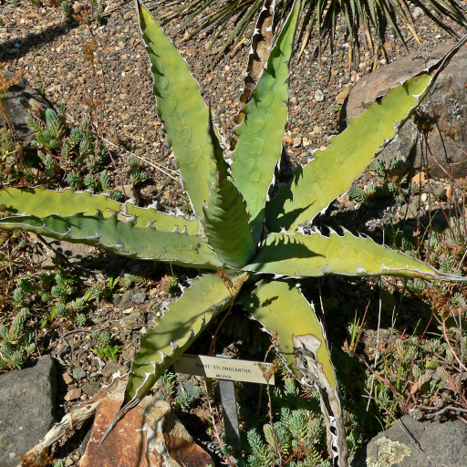 Century (Agave Xylonacantha) Plant Care & How to Grow, Water