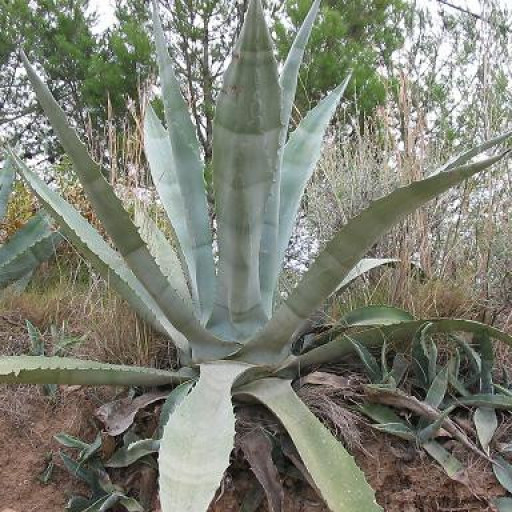 Century s (Agave) Plant Care & How to Grow, Water