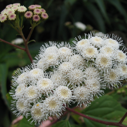 Crofton Weed (Ageratina Adenophora) Plant Care & How to Grow, Water