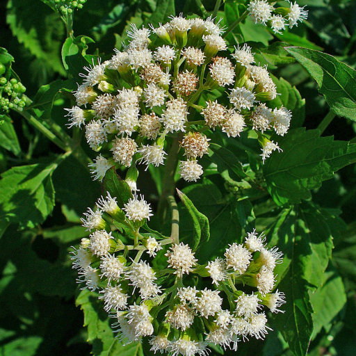 Lesser Snakeroot (Ageratina Aromatica) Plant Care & How to Grow, Water