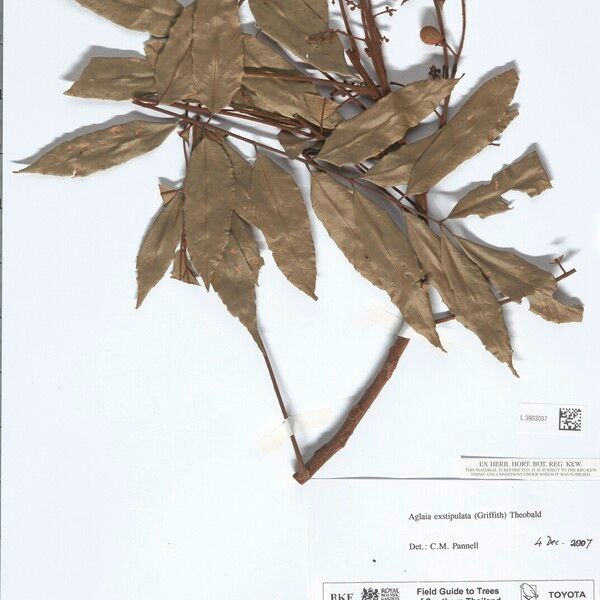 Aglaia Exstipulata Care Guide: Water, Soil & Propagation - Plantiary