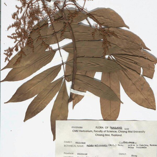 Aglaia Malaccensis Plant Care & How to Grow, Water