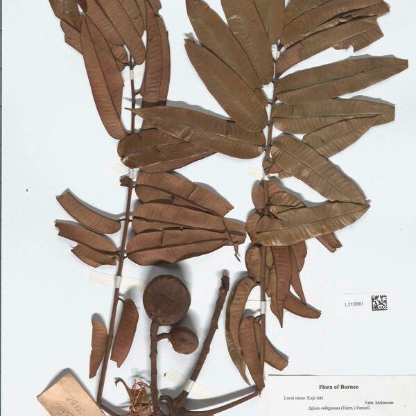 Aglaia Rubiginosa Plant Care & How to Grow, Water