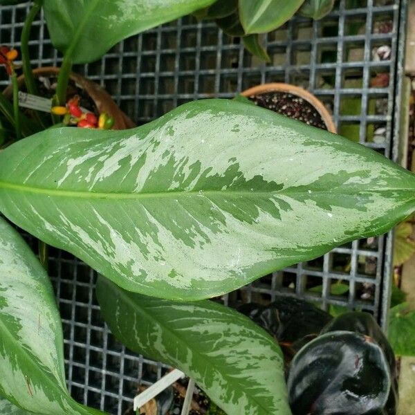 Painted Drop Tongue (Aglaonema Crispum) Plant Care & How to Grow, Water