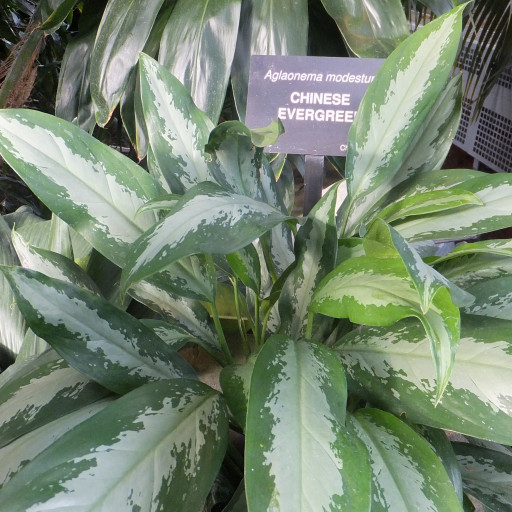 Chinese Evergreen (Aglaonema Modestum) Plant Care & How to Grow, Water