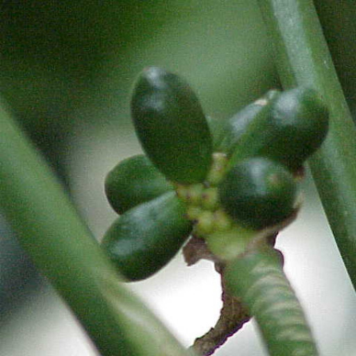 Chinese Evergreen (Aglaonema Nitidum) Care Guide: Water, Soil ...