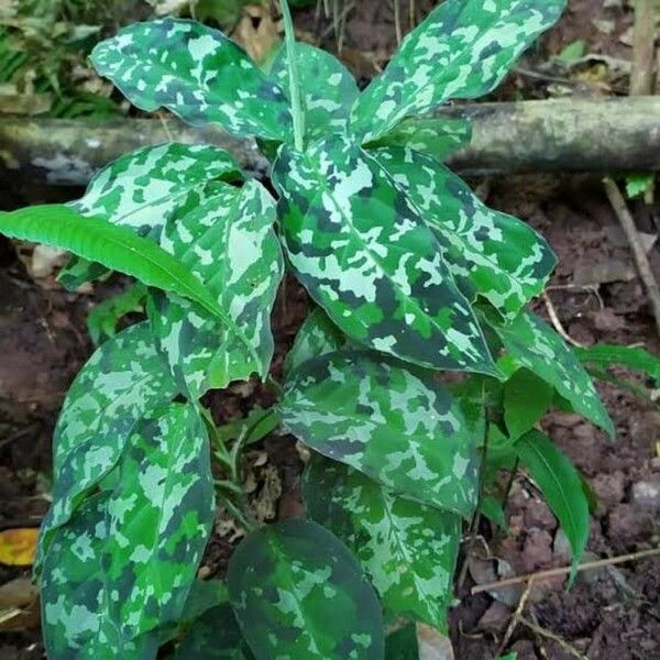 Aglaonema Aroid (Aglaonema Pictum) Plant Care & How to Grow, Water