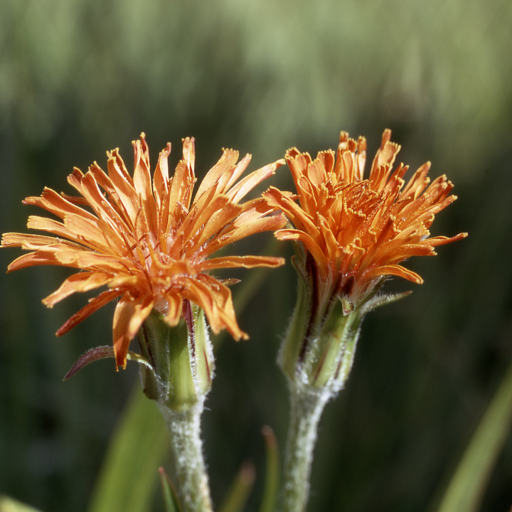 Mountain Agoseris (Agoseris Aurantiaca) Plant Care & How to Grow, Water