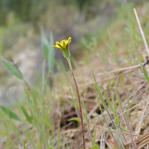 Annual Agoseris (Agoseris Heterophylla) Plant Care & How to Grow, Water