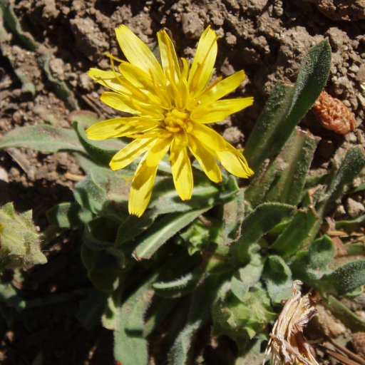 Spear-Leaf Agoseris (Agoseris Retrorsa) Care Guide: Water, Soil ...