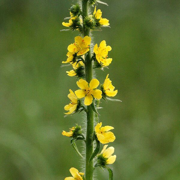Agrimonie (Agrimonia Bracteata) Plant Care & How to Grow, Water
