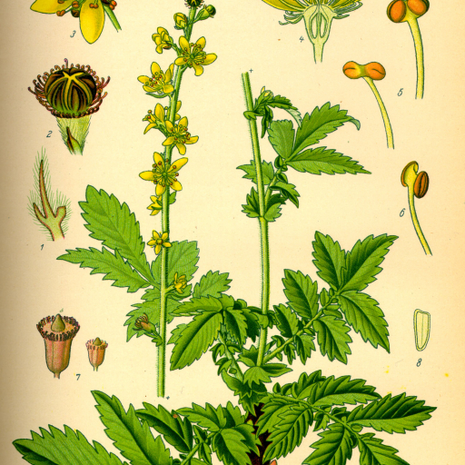 Agrimony (Agrimonia Eupatoria) Plant Care & How to Grow, Water