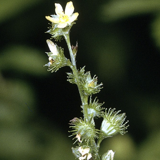 Common Agrimony (Agrimonia Gryposepala) Plant Care & How to Grow, Water