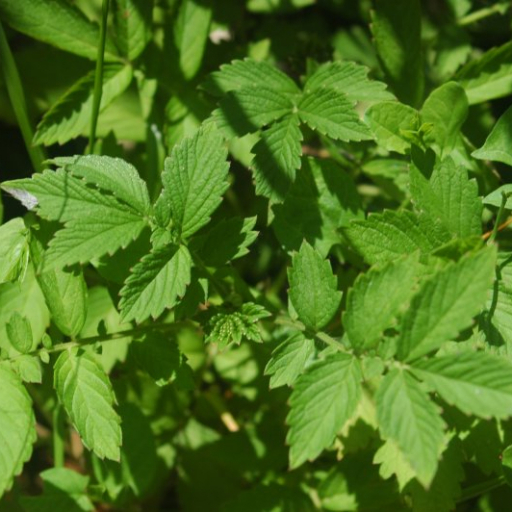 Hairy Agrimony (Agrimonia Pilosa) Plant Care & How to Grow, Water
