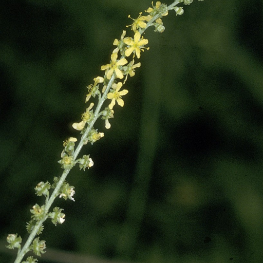 Woodland Grooveburr (Agrimonia Striata) Plant Care & How to Grow, Water