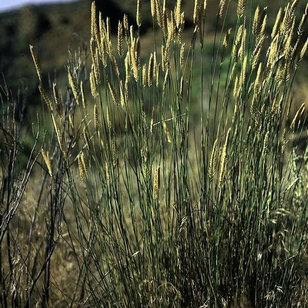 Desert Wheatgrass (Agropyron Desertorum) Plant Care & How to Grow, Water