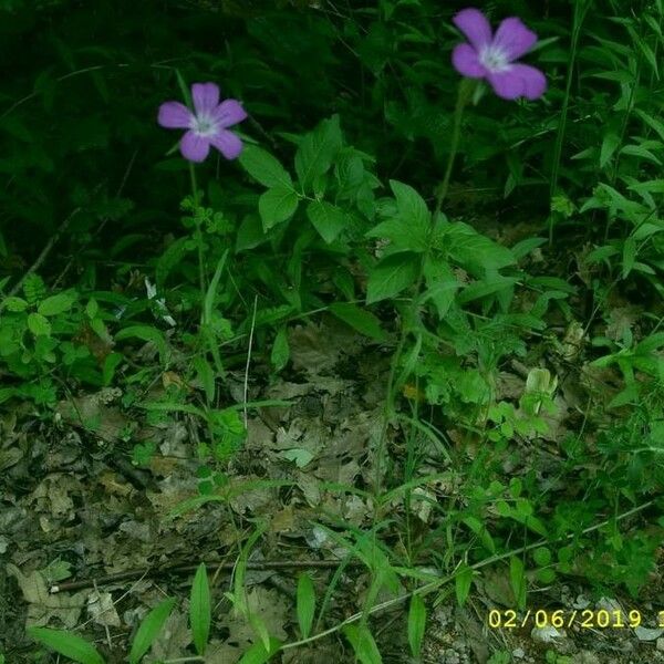 Narrow Corncockle (Agrostemma Brachylobum) Plant Care & How to Grow, Water