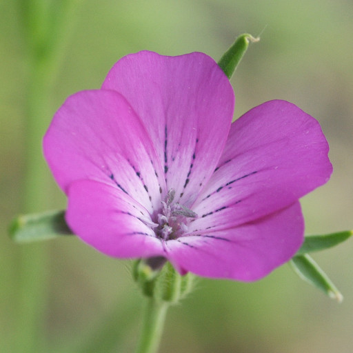 Corn Cockle (Agrostemma Githago) Plant Care & How to Grow, Water
