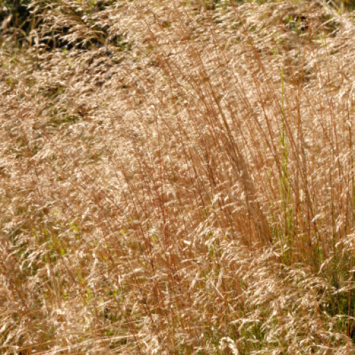 Velvet Bent (Agrostis Canina) Plant Care & How to Grow, Water