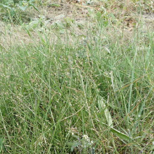 Dryland Browntop (Agrostis Castellana) Plant Care & How to Grow, Water