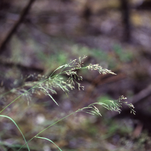 Hall's Bentgrass (Agrostis Hallii) Plant Care & How to Grow, Water