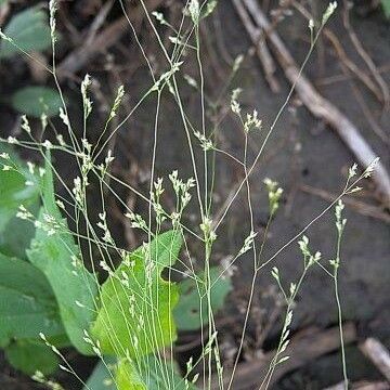 Winter Bentgrass (Agrostis Hyemalis) Plant Care & How to Grow, Water