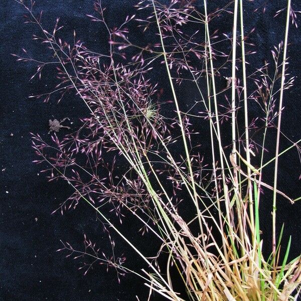 Agrostis Nervosa Plant Care & How to Grow, Water
