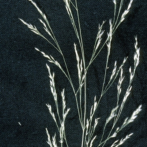 Autumn Bent (Agrostis Perennans) Plant Care & How to Grow, Water
