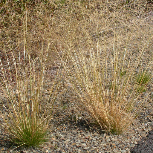Rough Bent (Agrostis Scabra) Plant Care & How to Grow, Water