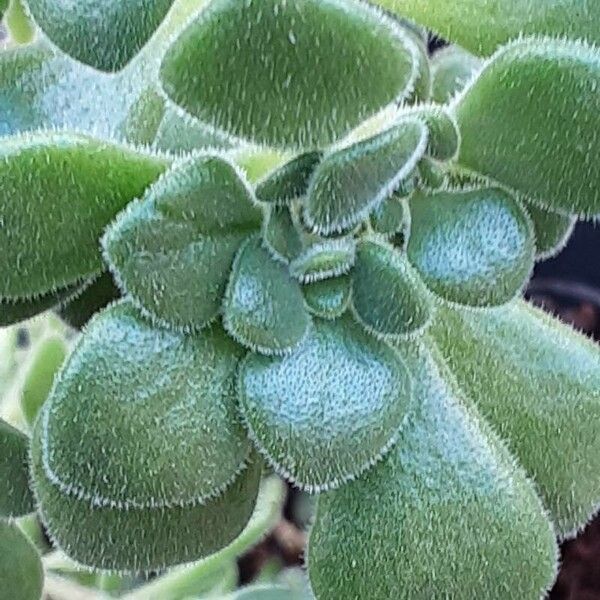 Aichryson Porphyrogennetos Plant Care & How to Grow, Water