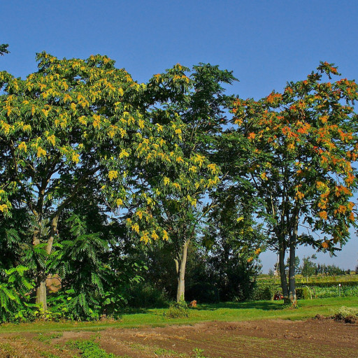 Tree of Heaven (Ailanthus Altissima) Plant Care & How to Grow, Water